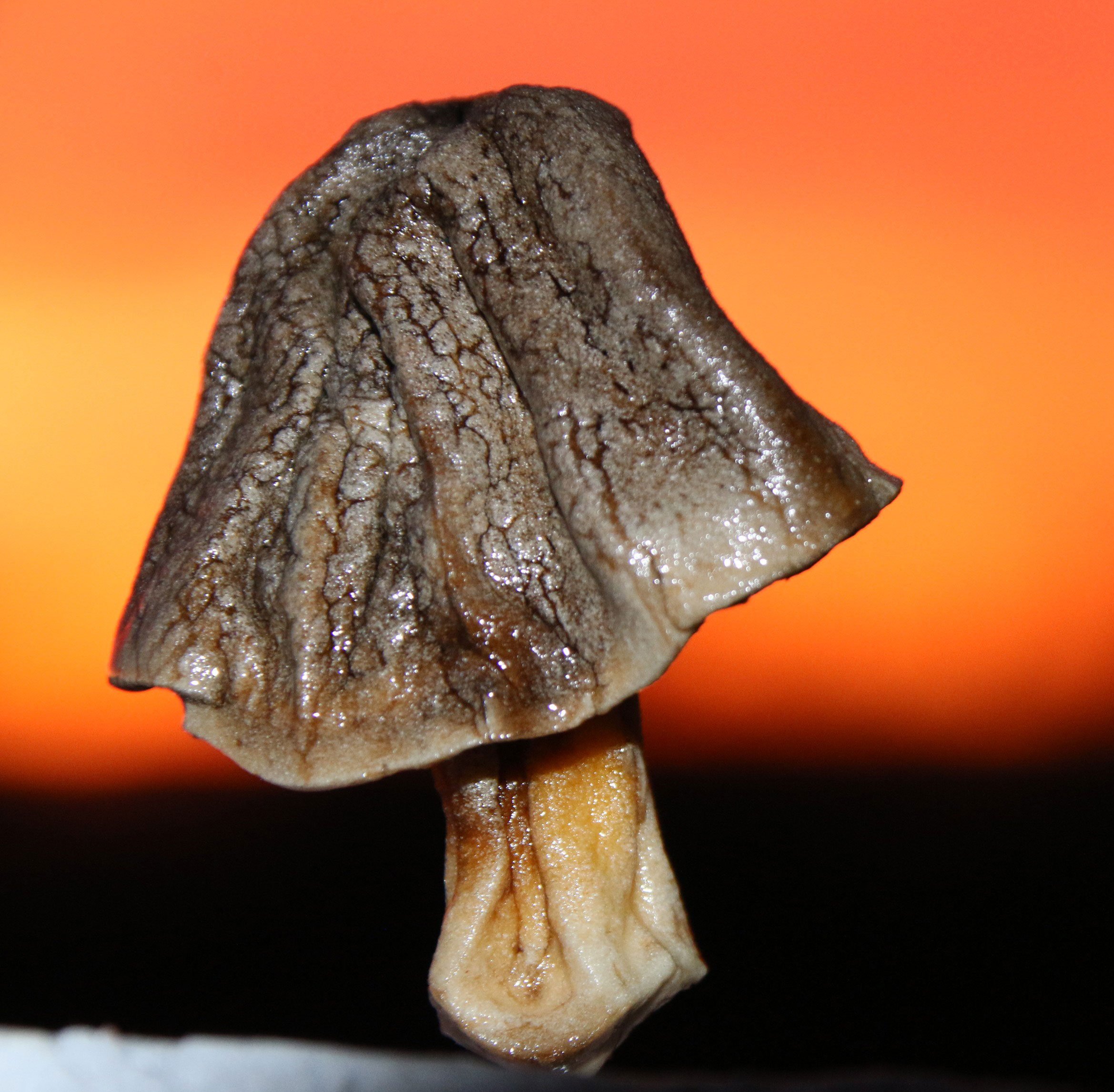 Fernisering - Pia Möller-Light: SVAMP - Art Matter - Guide - Journal ...